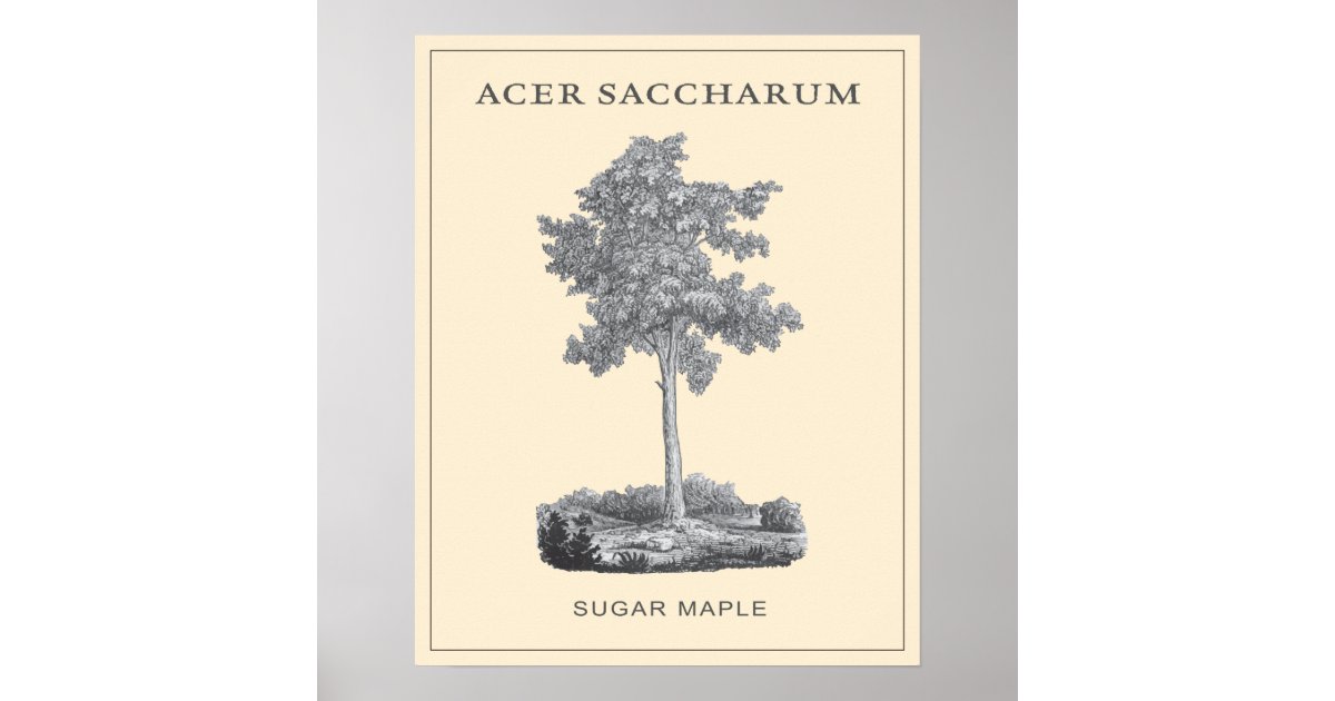 Sugar maple tree with vintage illustration poster | Zazzle