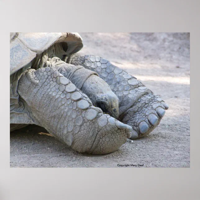 Sulcata Tortoise Poster | Zazzle