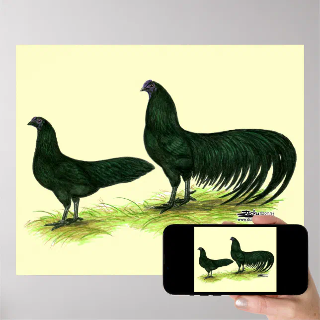 Sumatra Black Chickens Poster | Zazzle