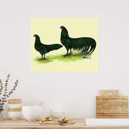 Sumatra Black Chickens Poster | Zazzle