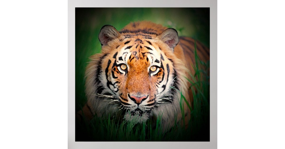 Sumatran Tiger Art Print Poster | Zazzle