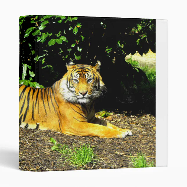 Sumatran tiger binder | Zazzle