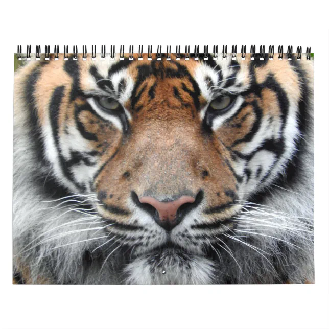 Sumatran Tiger Calendar | Zazzle