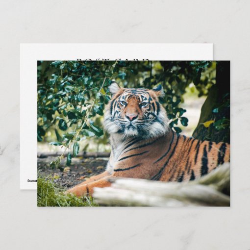 Sumatran Tiger Postcard | Zazzle