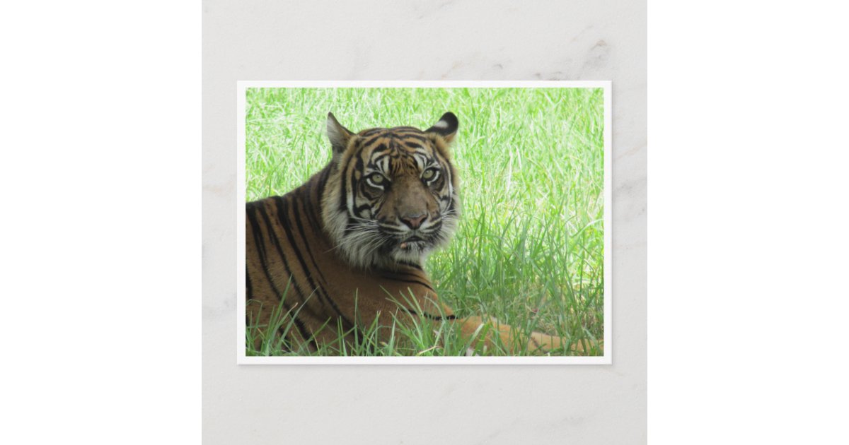 sumatran tiger postcard | Zazzle