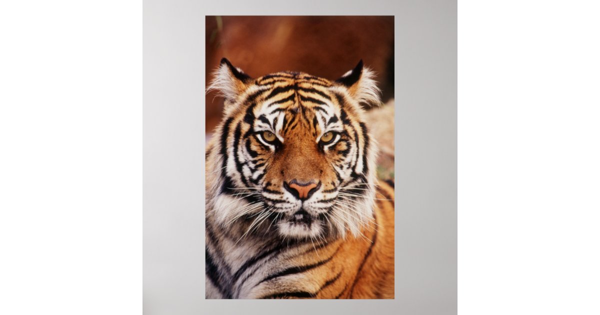 Sumatran Tiger Poster | Zazzle