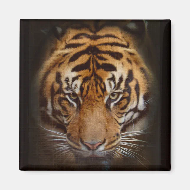 Sumatran Tiger Wildlife Big Cat Lover Photo Magnet | Zazzle
