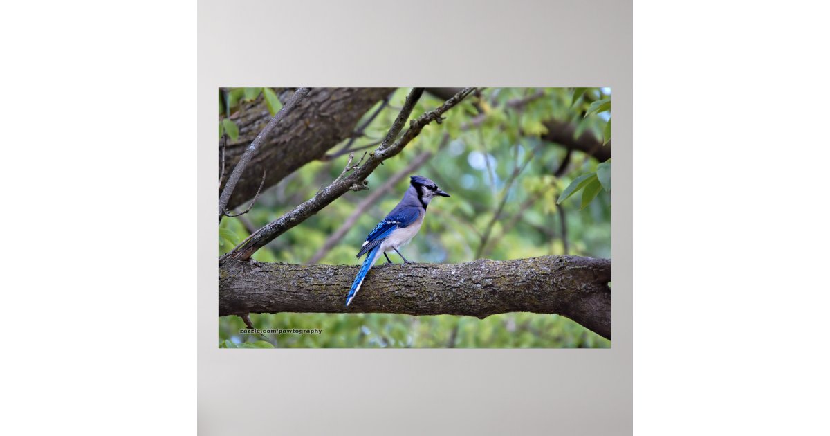 Summer Blue Jay Poster | Zazzle