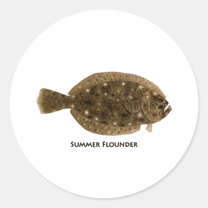 Summer Flounder Classic Round Sticker | Zazzle.com