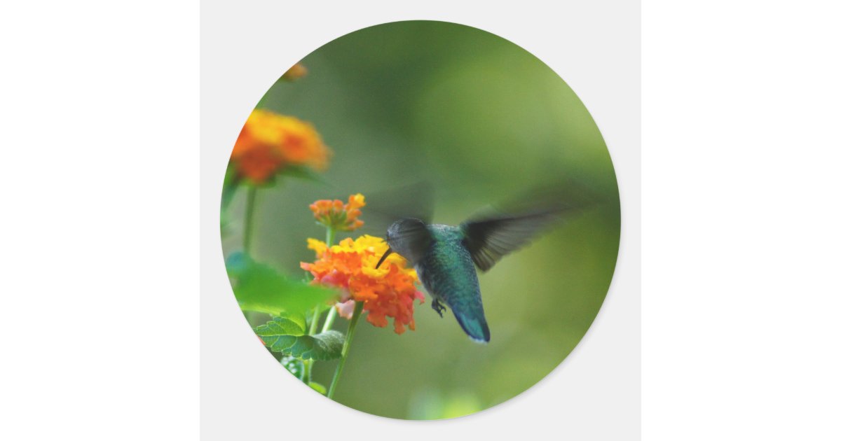 Summer Hummer! Classic Round Sticker | Zazzle