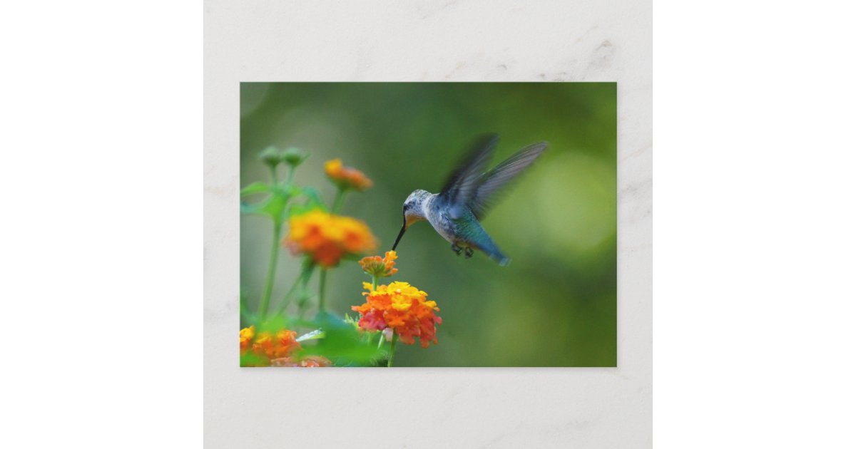 Summer Hummer! Postcard | Zazzle