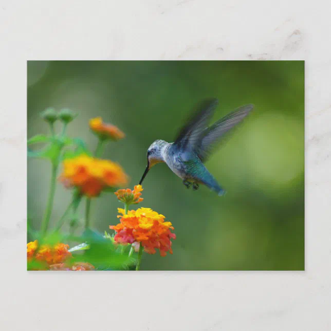 Summer Hummer! Postcard | Zazzle