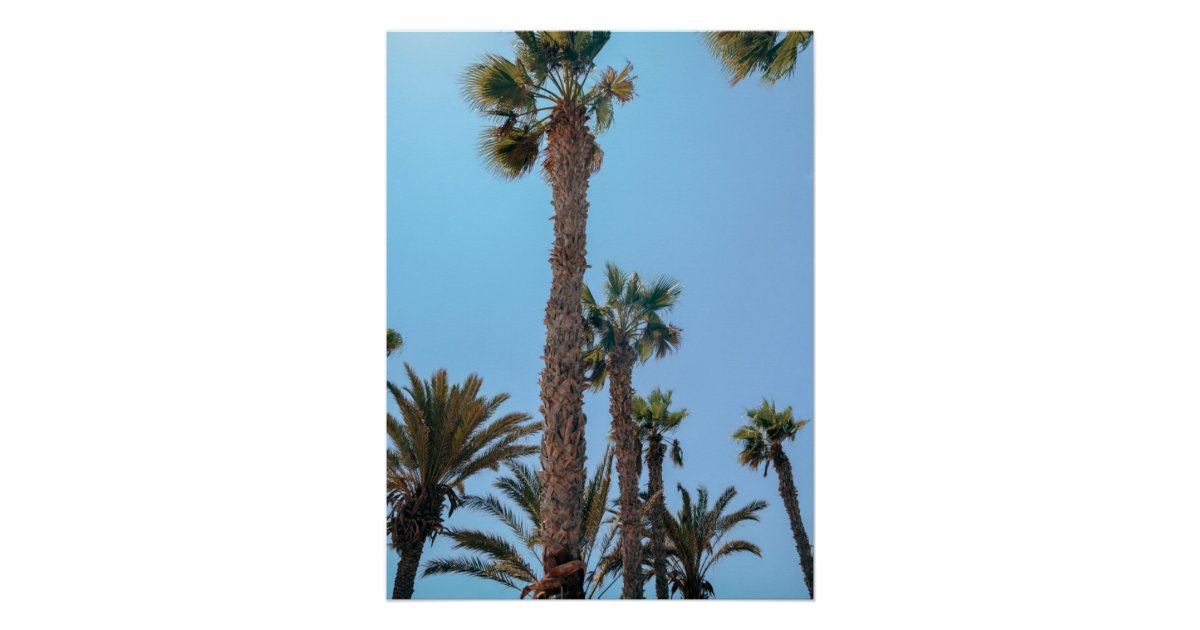 Summer Palm trees Poster | Zazzle