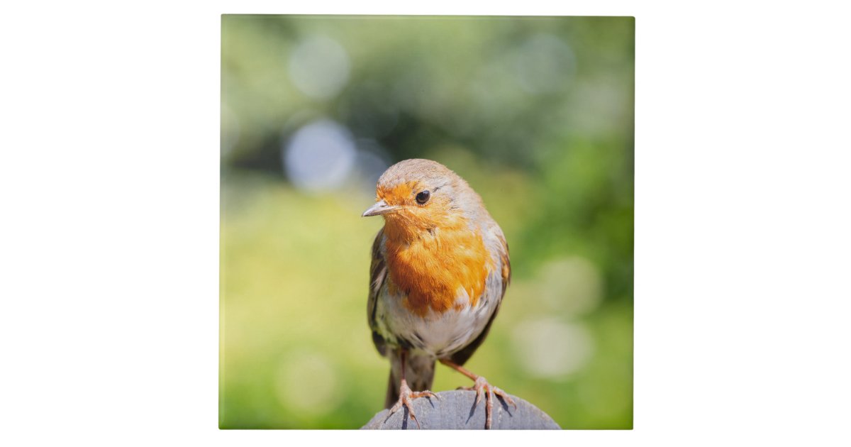 Summer Robin Ceramic Tile | Zazzle