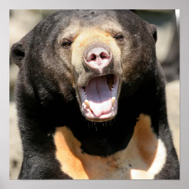 Sun Bear Posters | Zazzle