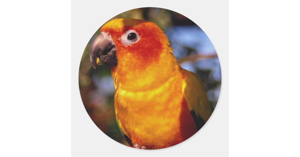 Sun conure classic round sticker | Zazzle