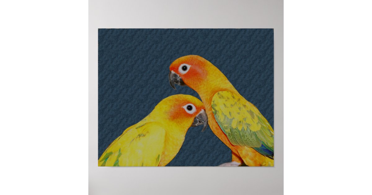 Sun Conure Parrot Pair Bird Poster | Zazzle