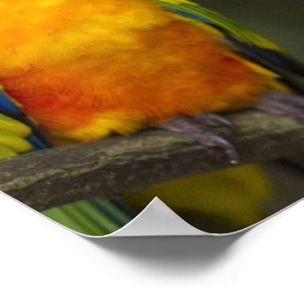 Sun Conure Parrot Poster | Zazzle