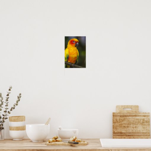Sun Conure Parrot Poster | Zazzle