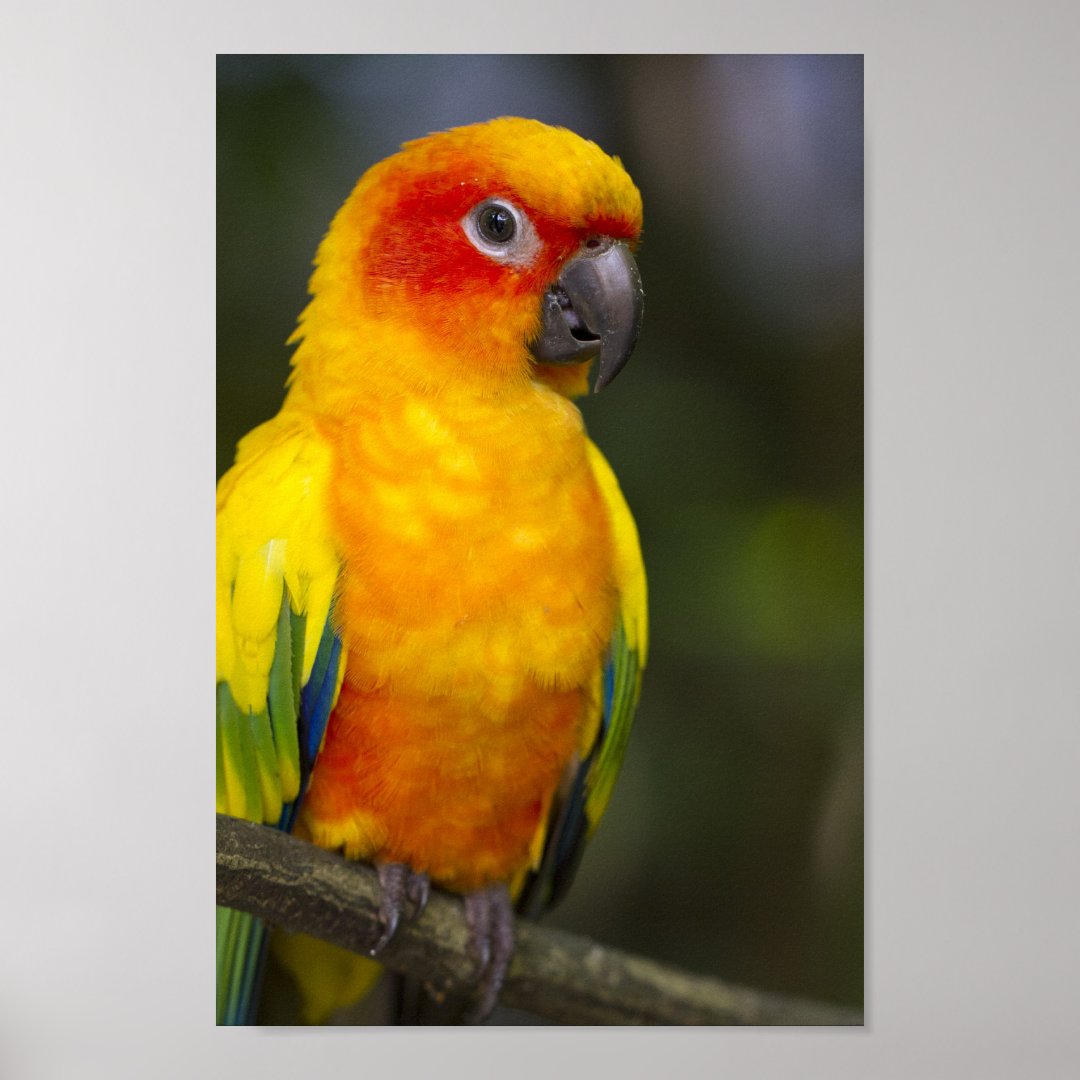 Sun Conure Parrot Poster | Zazzle