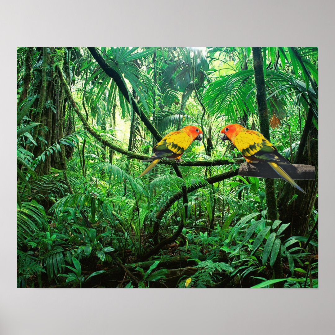 Sun Conures Poster | Zazzle