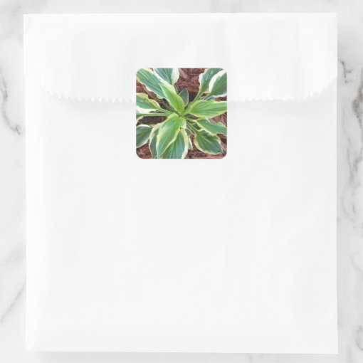 Sun Hosta Square Sticker | Zazzle