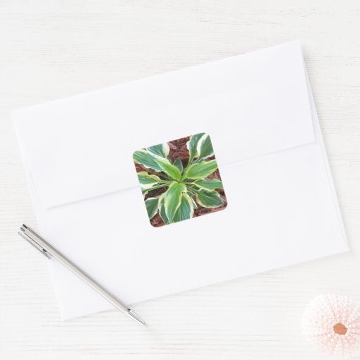 Sun Hosta Square Sticker | Zazzle