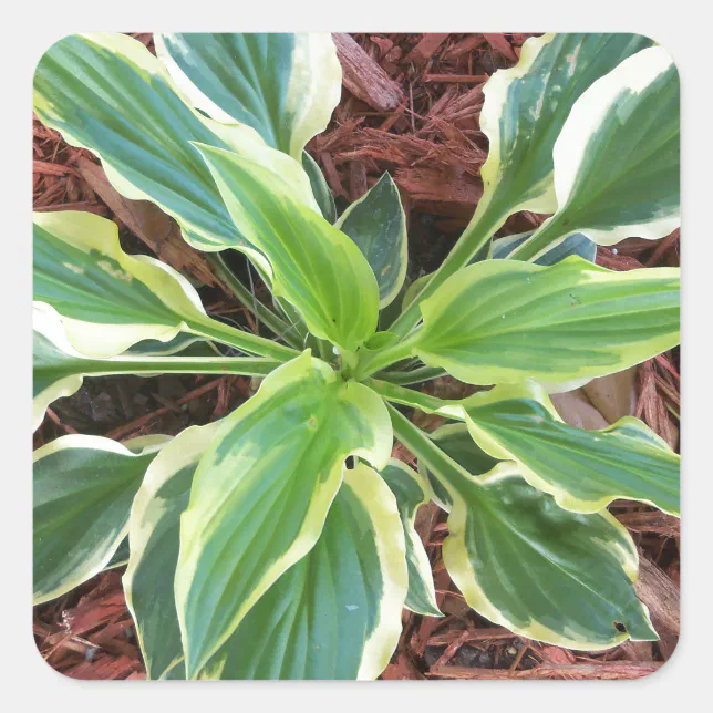 Sun Hosta Square Sticker | Zazzle