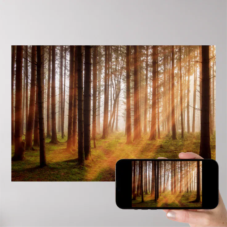 Sunbeam forest poster | Zazzle