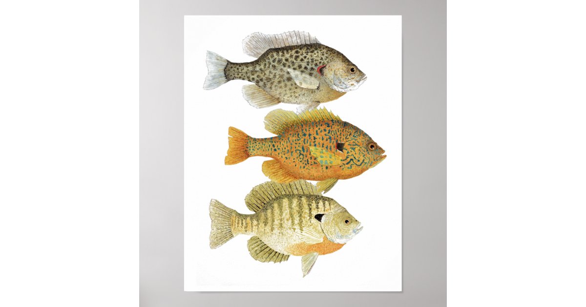 Sunfish Art Poster | Zazzle