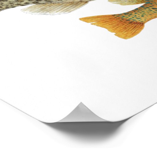 Sunfish Art Poster | Zazzle