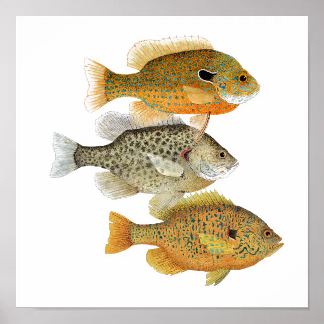 Sunfish Art Poster | Zazzle