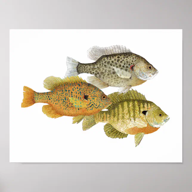 Sunfish Art Poster | Zazzle
