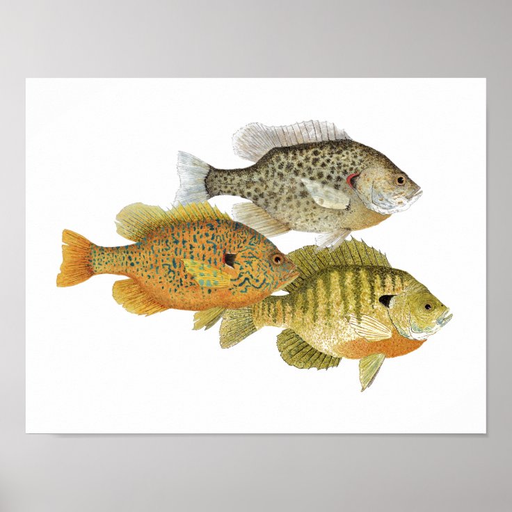 Sunfish Art Poster | Zazzle