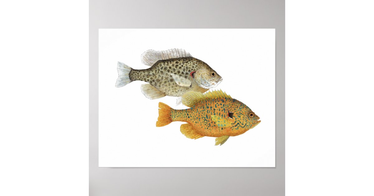 Sunfish Beauties Poster | Zazzle