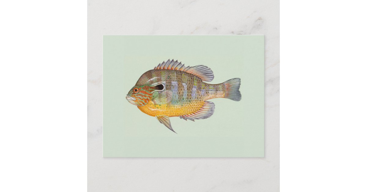 Sunfish by Duane Raver Postcard | Zazzle
