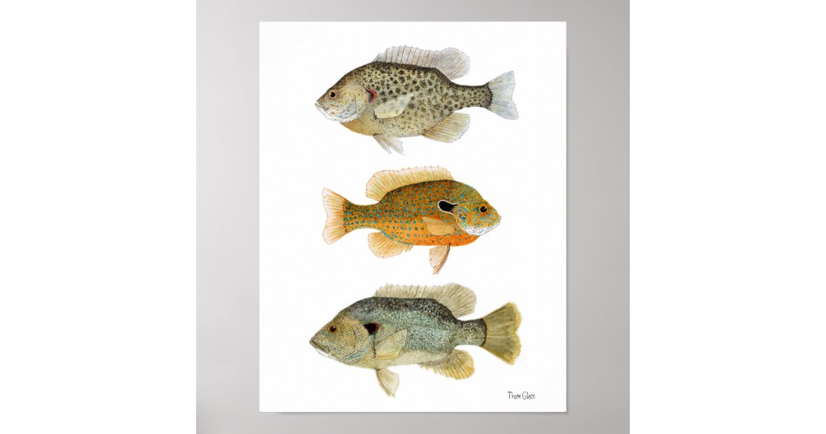 Sunfish- Redear, Longear & Green Sunfish Poster | Zazzle