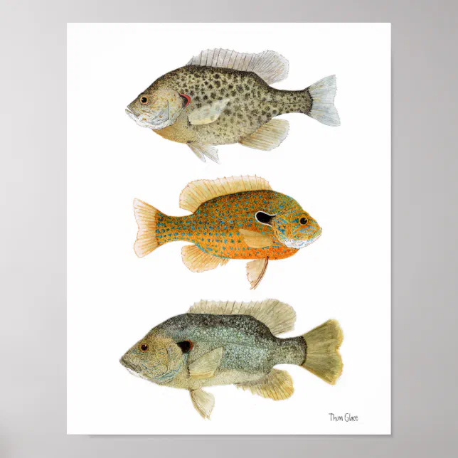 Sunfish- Redear, Longear & Green Sunfish Poster | Zazzle