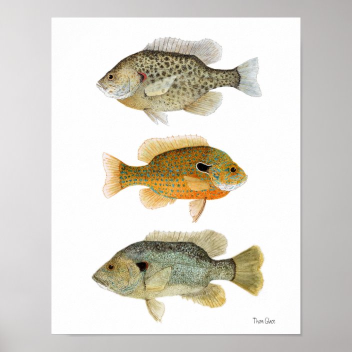 Sunfish- Redear, Longear & Green Sunfish Poster | Zazzle.com