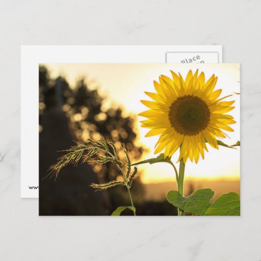 Sunflower card | Zazzle