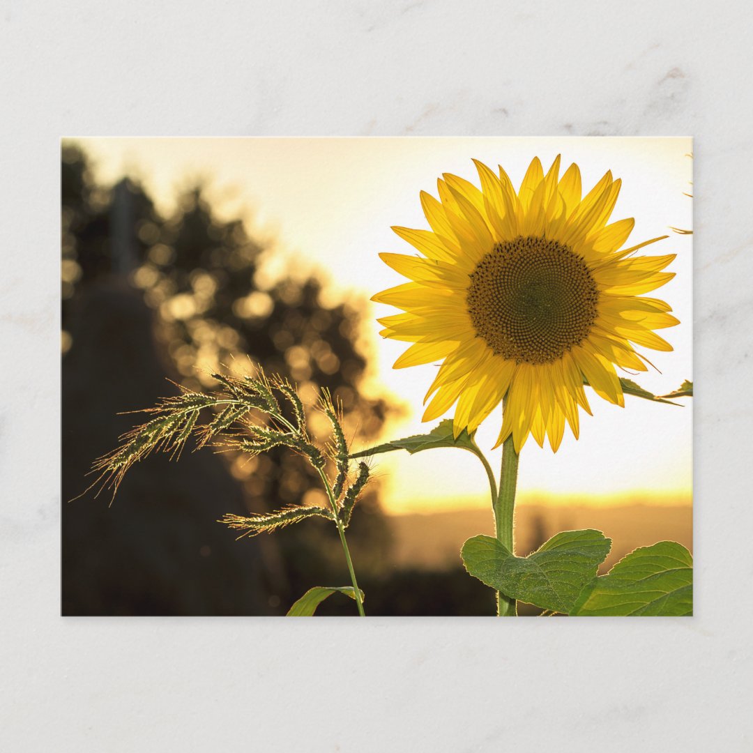 Sunflower card | Zazzle