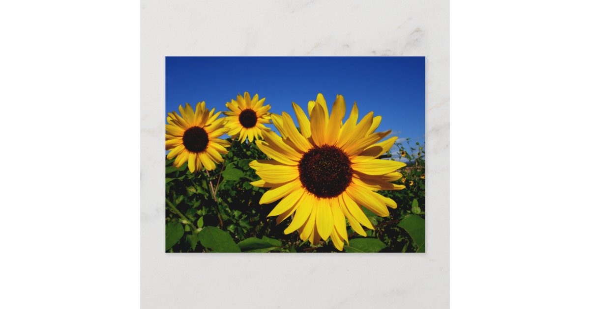 Sunflower Field Postcard | Zazzle.com