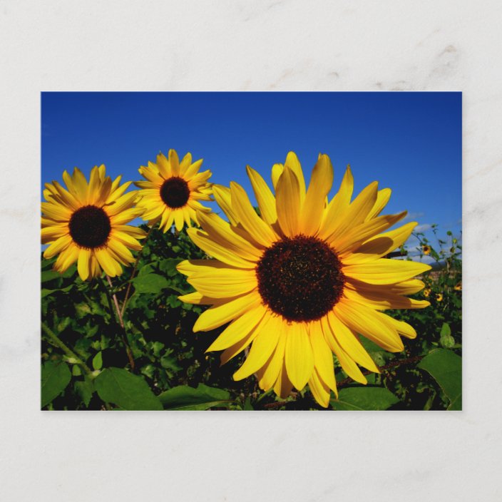 Sunflower Field Postcard | Zazzle.com