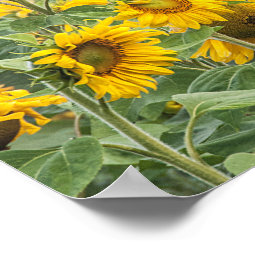 Sunflower Field Yellow Green Beautiful Floral Poster | Zazzle