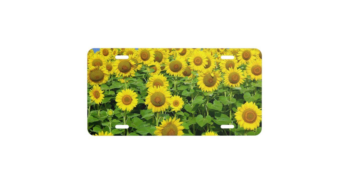 Sunflower Fields License Plate | Zazzle