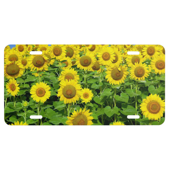 Sunflower Fields License Plate | Zazzle