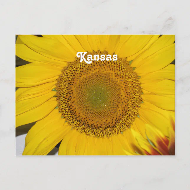 Sunflower in Kansas Postcard | Zazzle