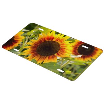 Sunflower License Plate | Zazzle