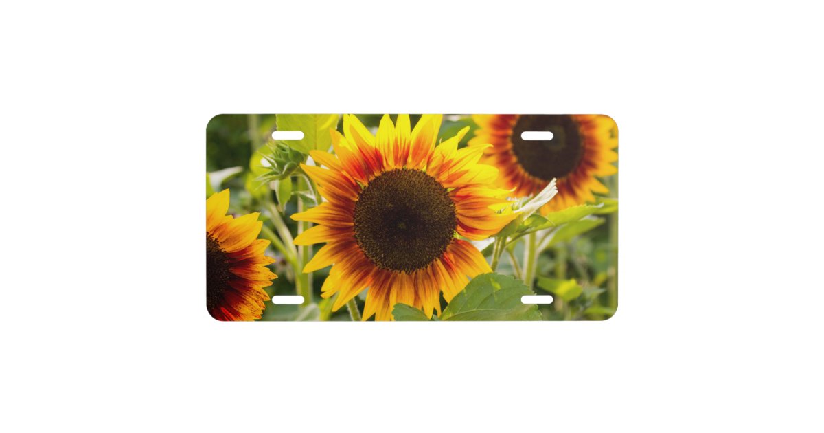 Sunflower License Plate | Zazzle