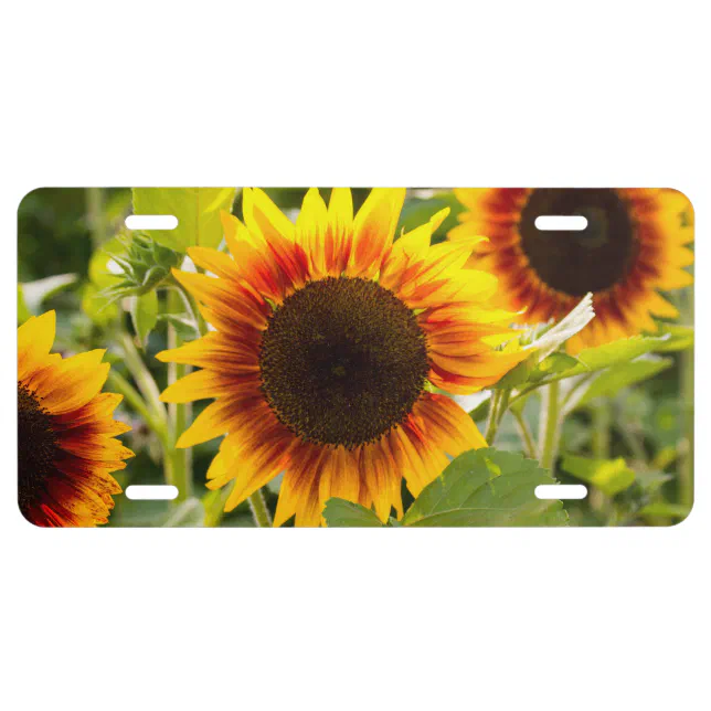 Sunflower License Plate | Zazzle